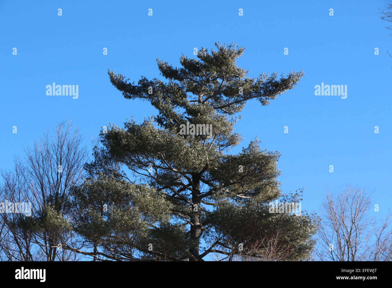 a tree and blue sky,true blue,winter day,clear blue,pine tree Stock ...