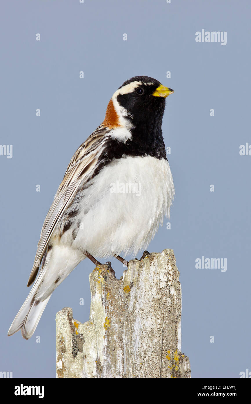 Lapland Longspur - Calcarius lapponicus - breeding male Stock Photo - Alamy
