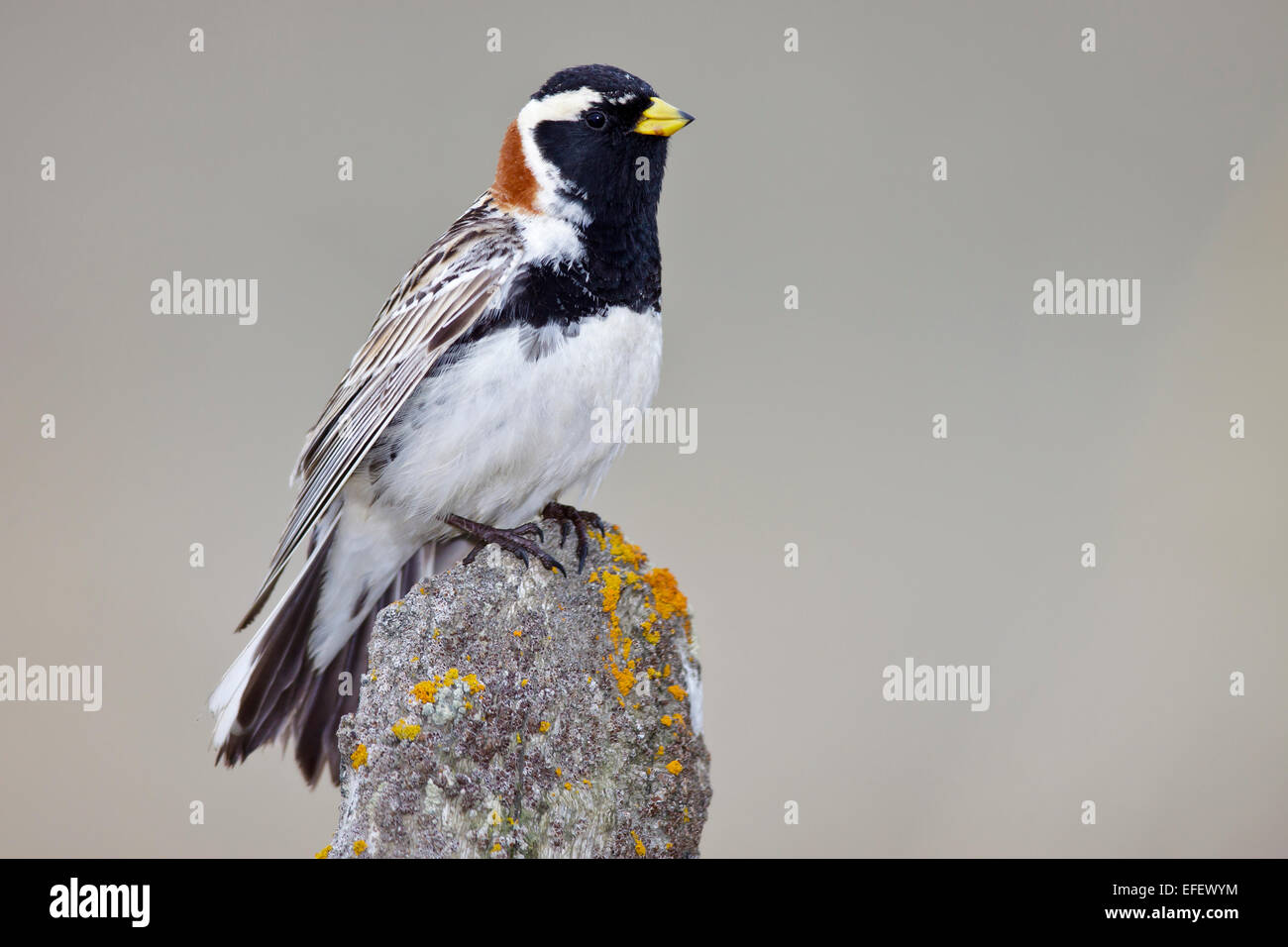 Lapland Longspur - Calcarius lapponicus - breeding male Stock Photo - Alamy