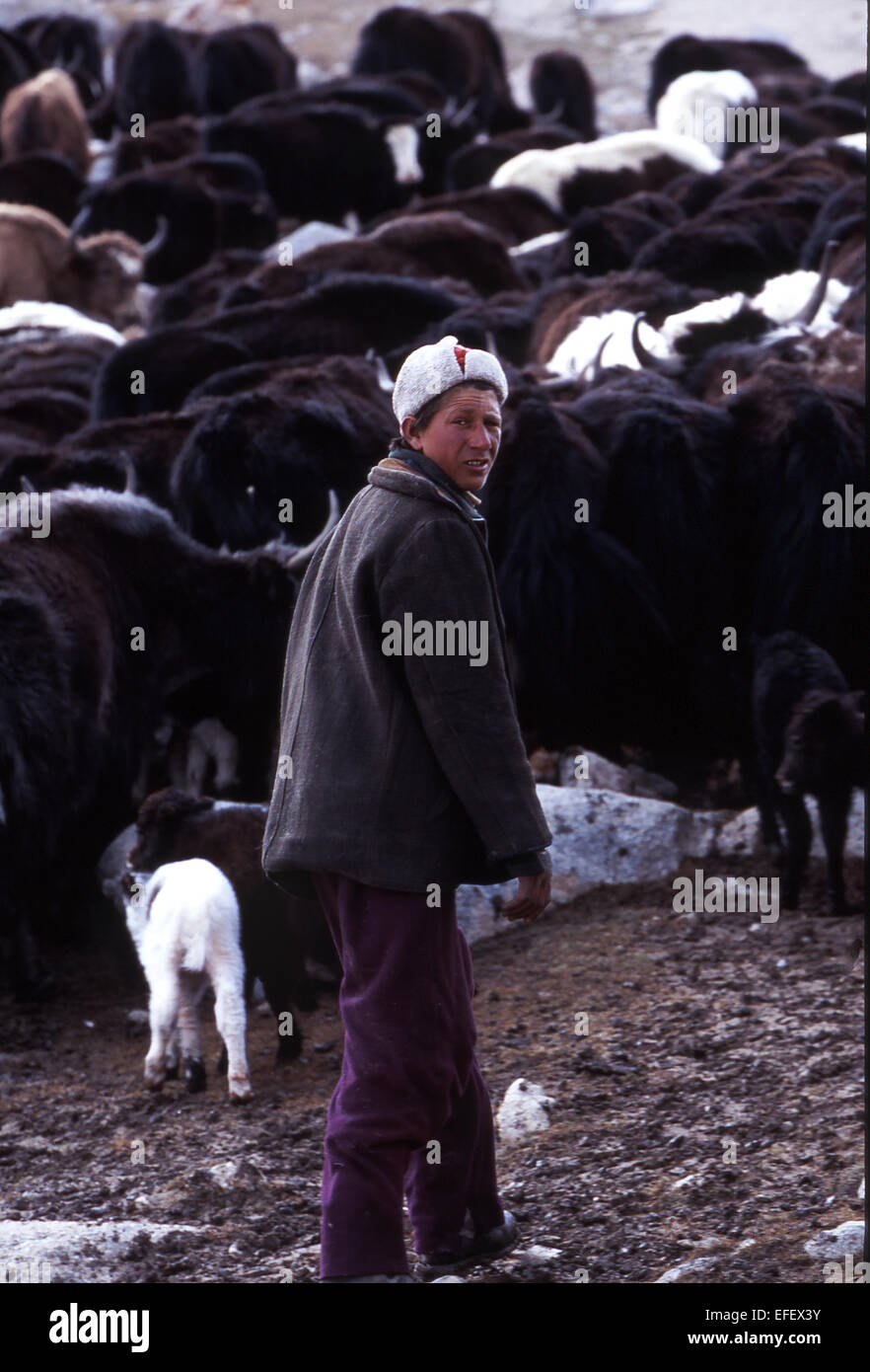 Pakistan yak hi-res stock photography and images - Alamy