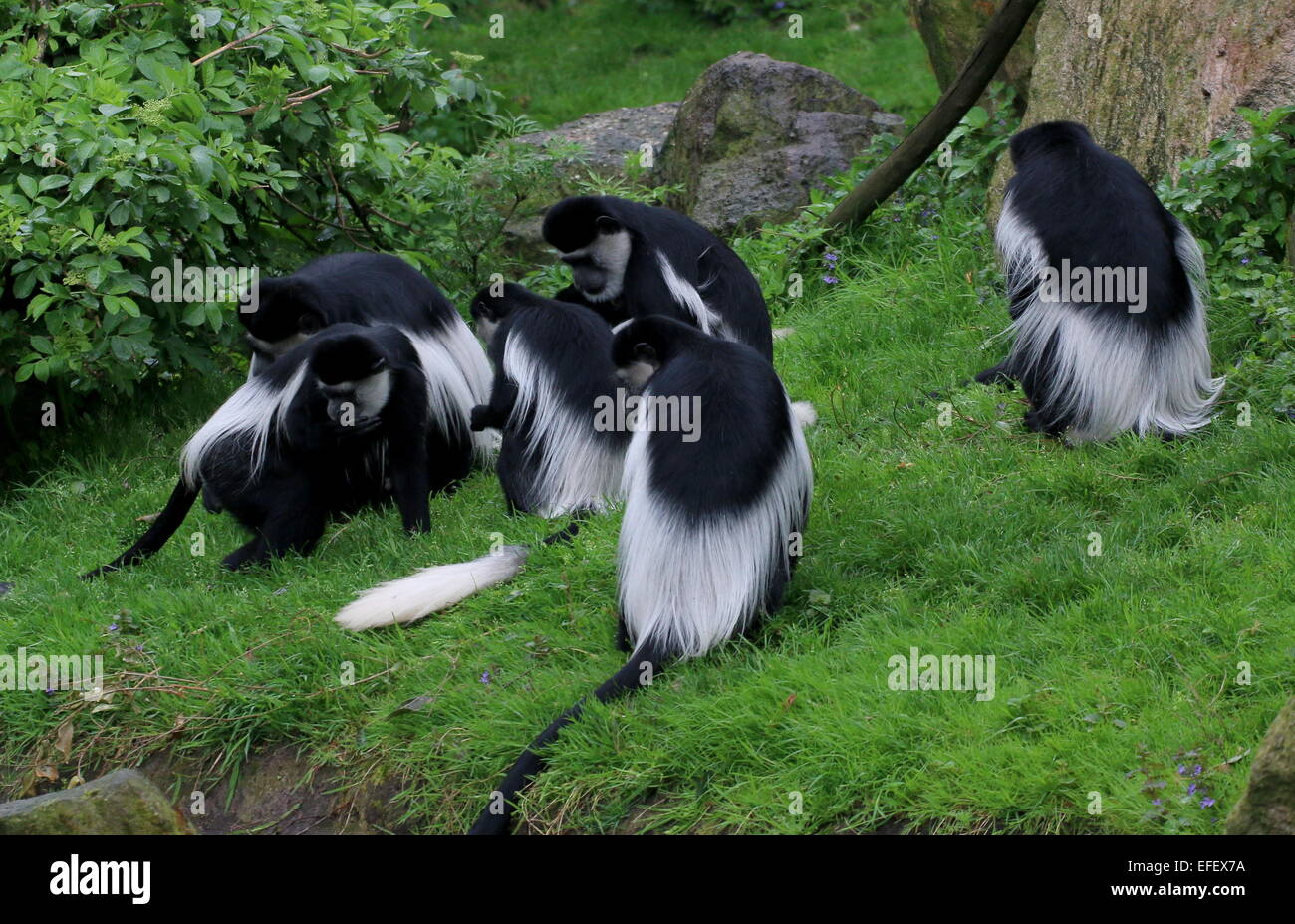 Group of African Mantled guerezas or Colobus monkeys (Colobus guereza ...