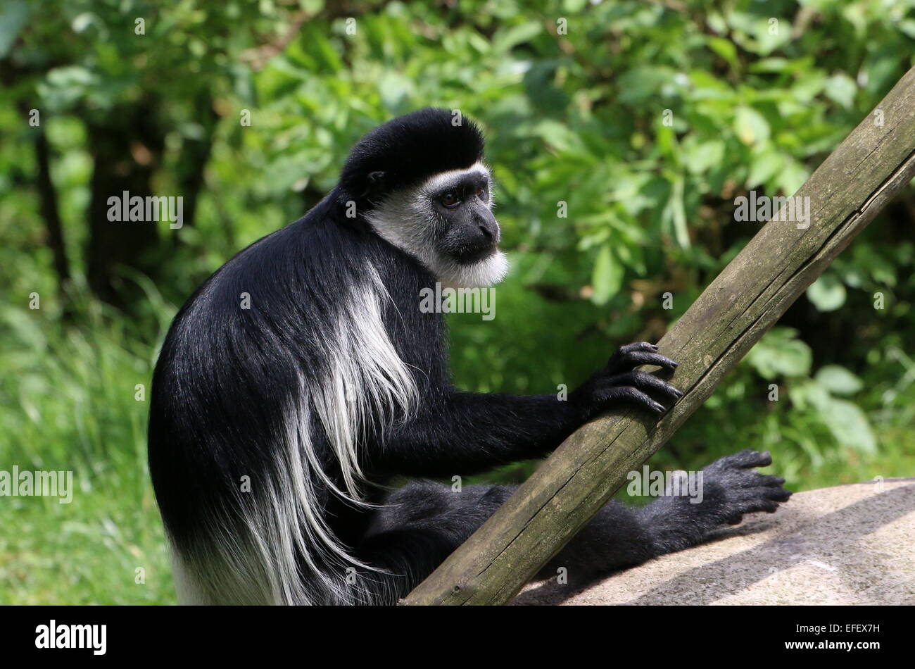 African Mantled guereza or (eastern black-and-white) Colobus monkey ...
