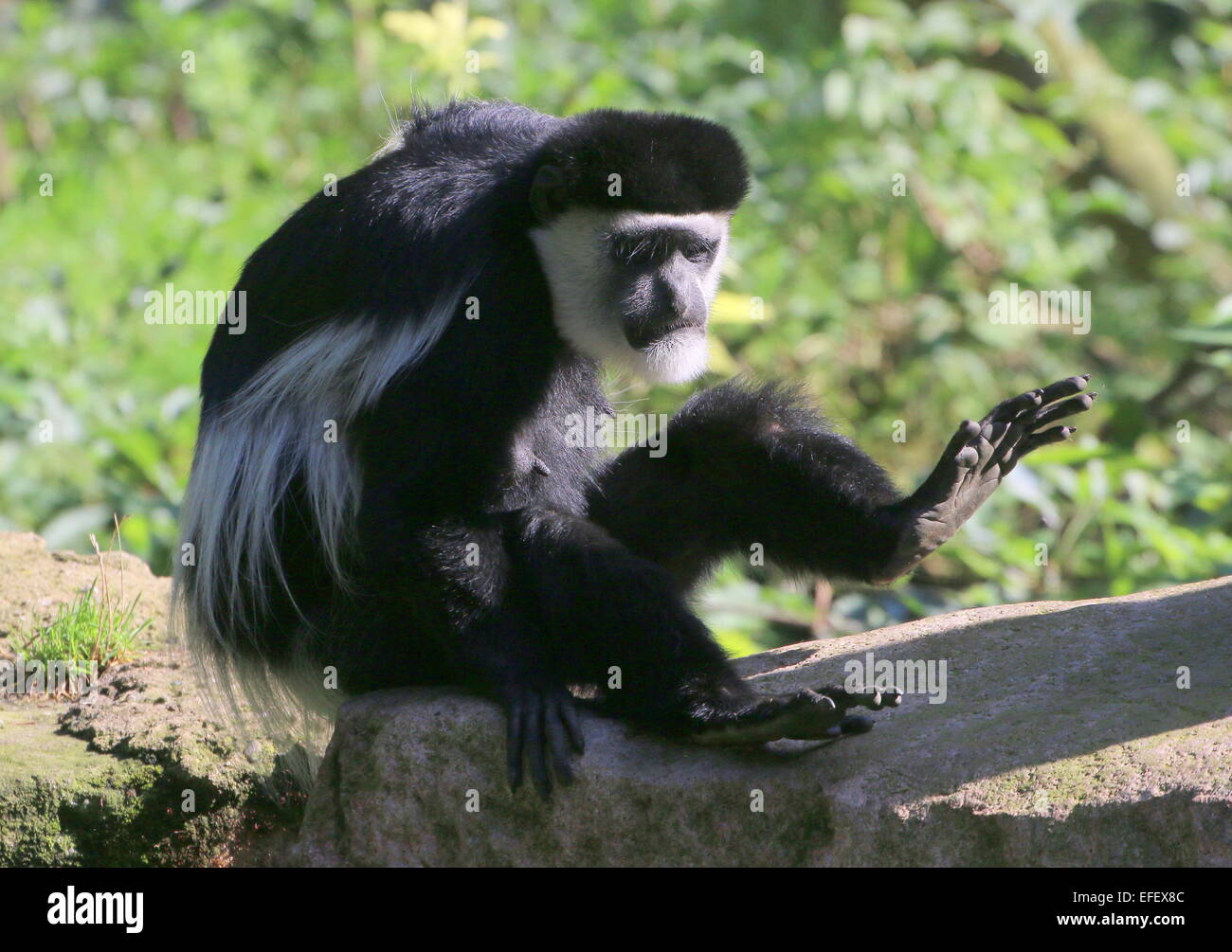 Mantled guereza or Colobus monkey (Colobus guereza) portrait Stock ...