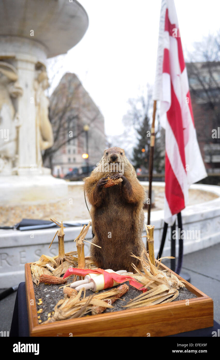 Washington DC, US. 2nd February, 2015. Potomac Phil is seen during the ...