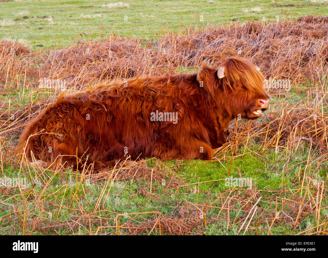 Cow sitting down hi-res stock photography and images - Alamy
