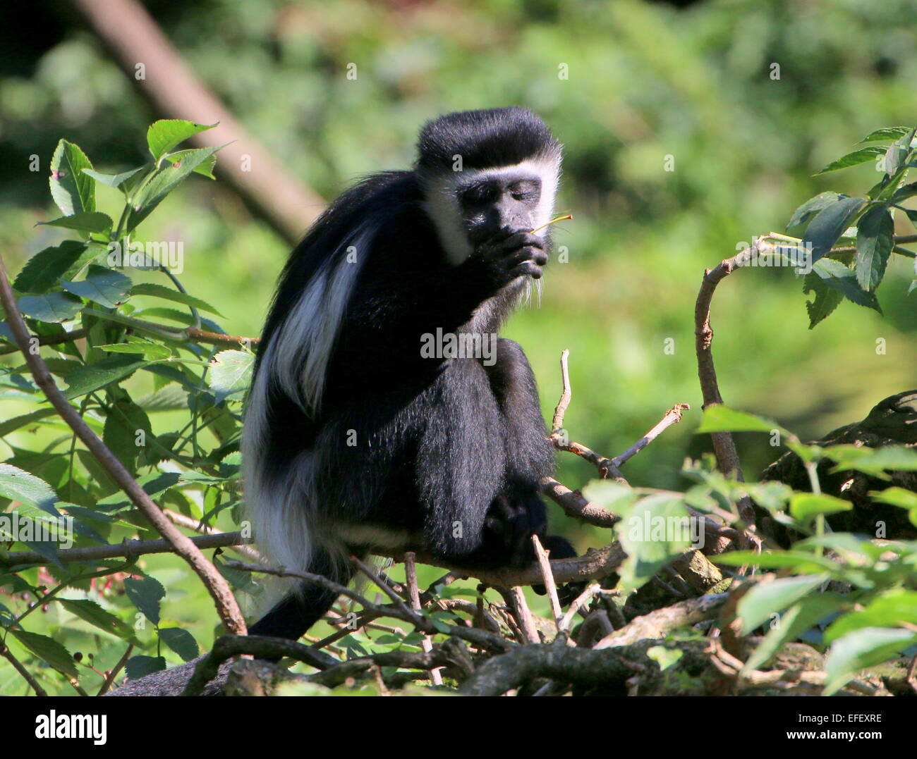 Colobus abyssinicus hi-res stock photography and images - Alamy