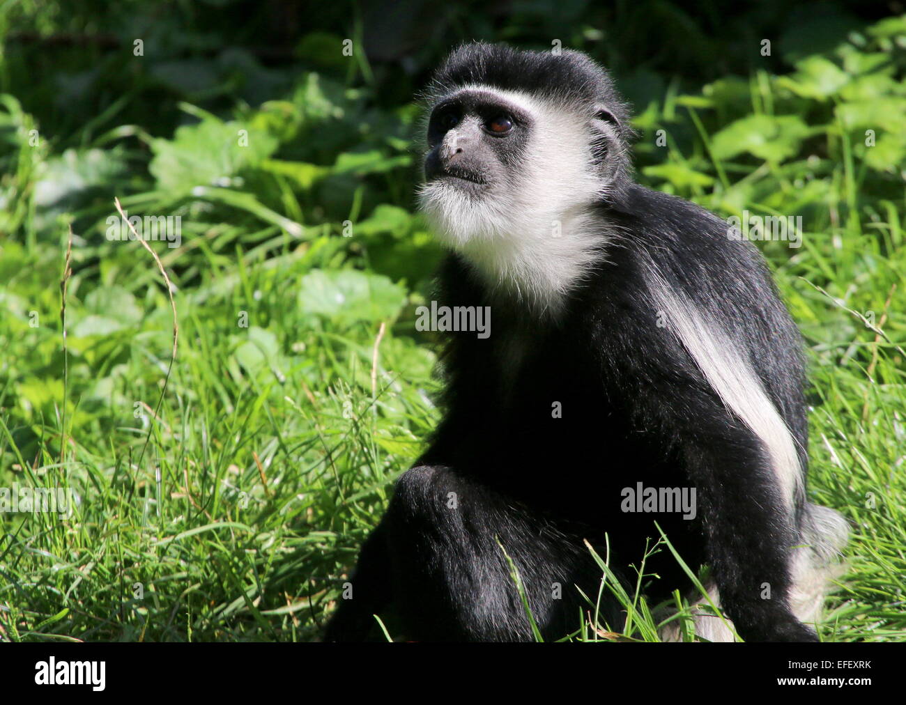 Colobusaap hi-res stock photography and images - Alamy