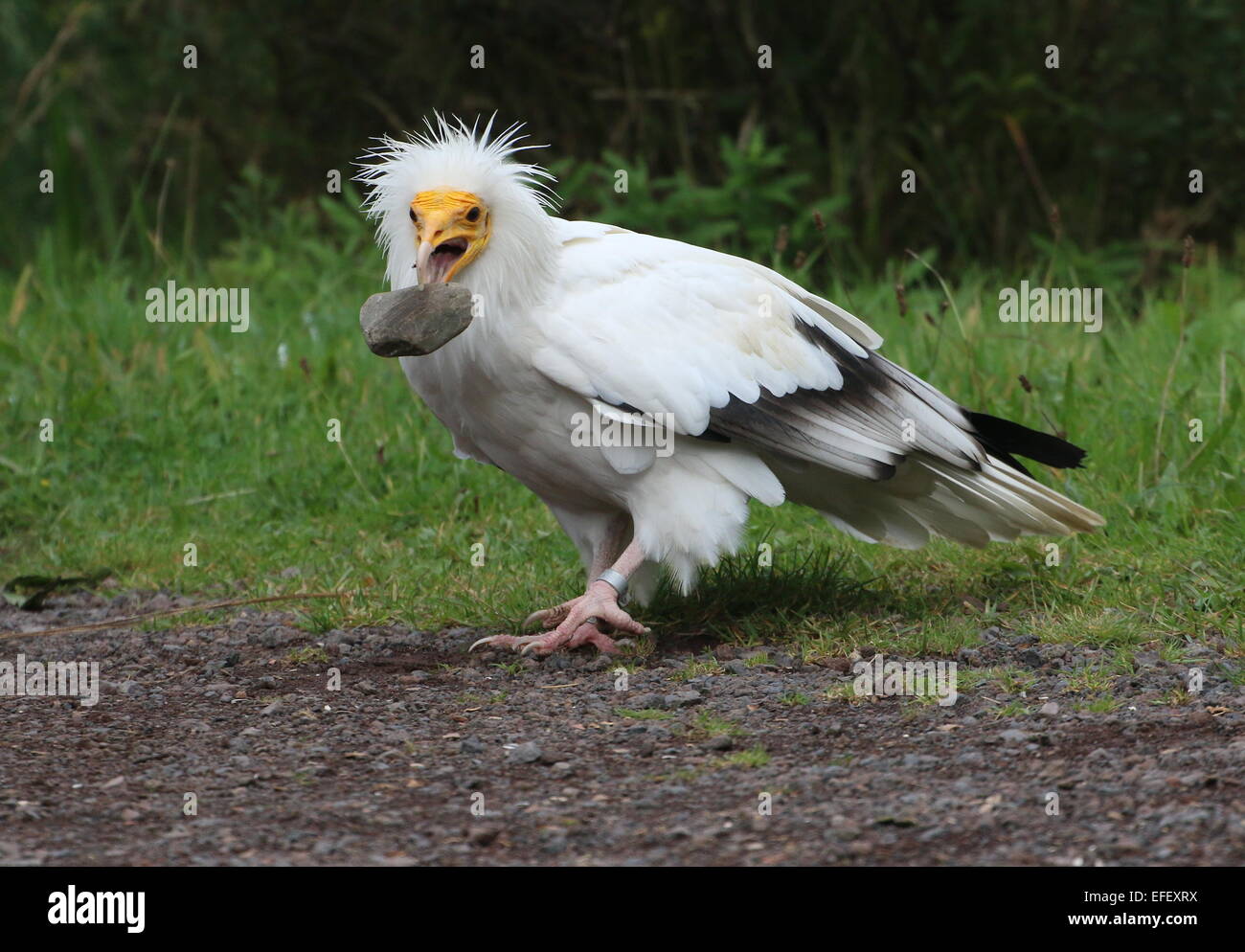 Egyptian scavenger vulture (Neophron percnopterus) walking around with ...