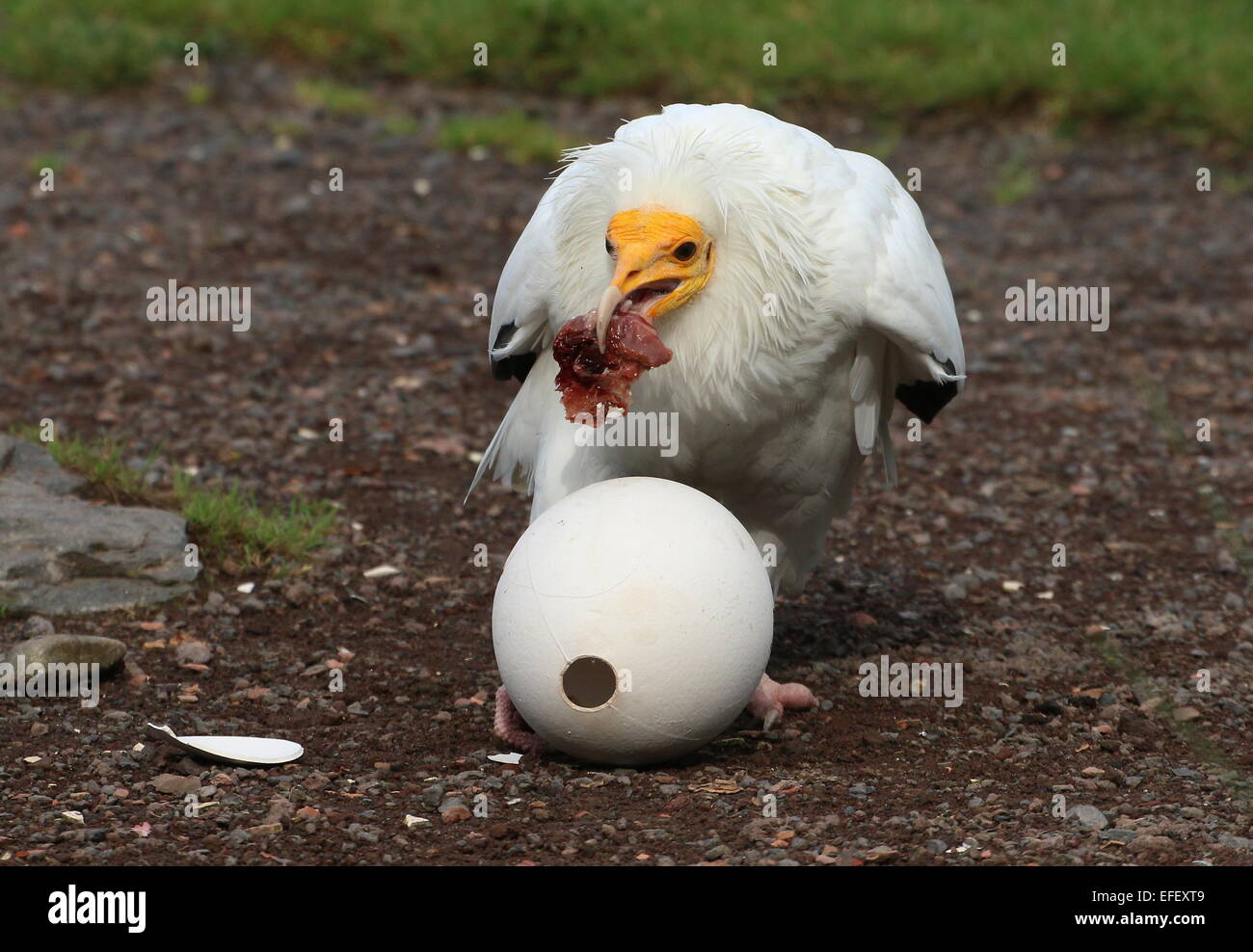 Dummy Ostrich Eggs