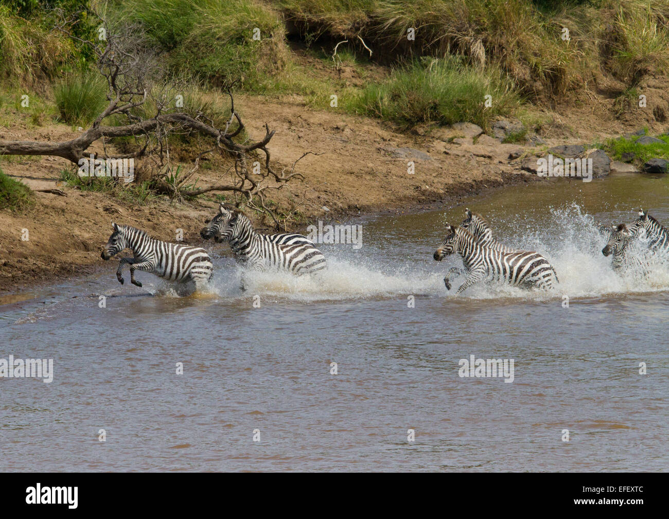 Zebra crossing mara river during hi-res stock photography and images ...