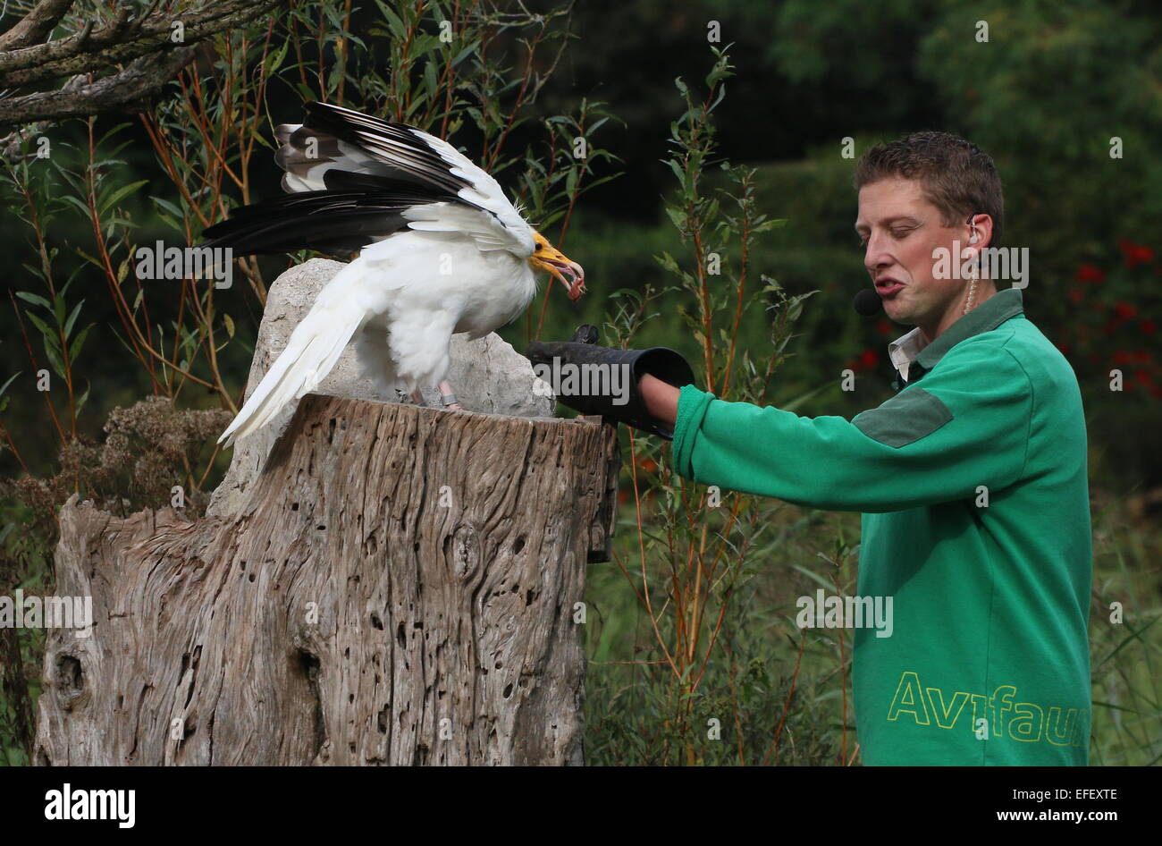 Bird handler demonstrating the skills of a Egyptian white scavenger ...