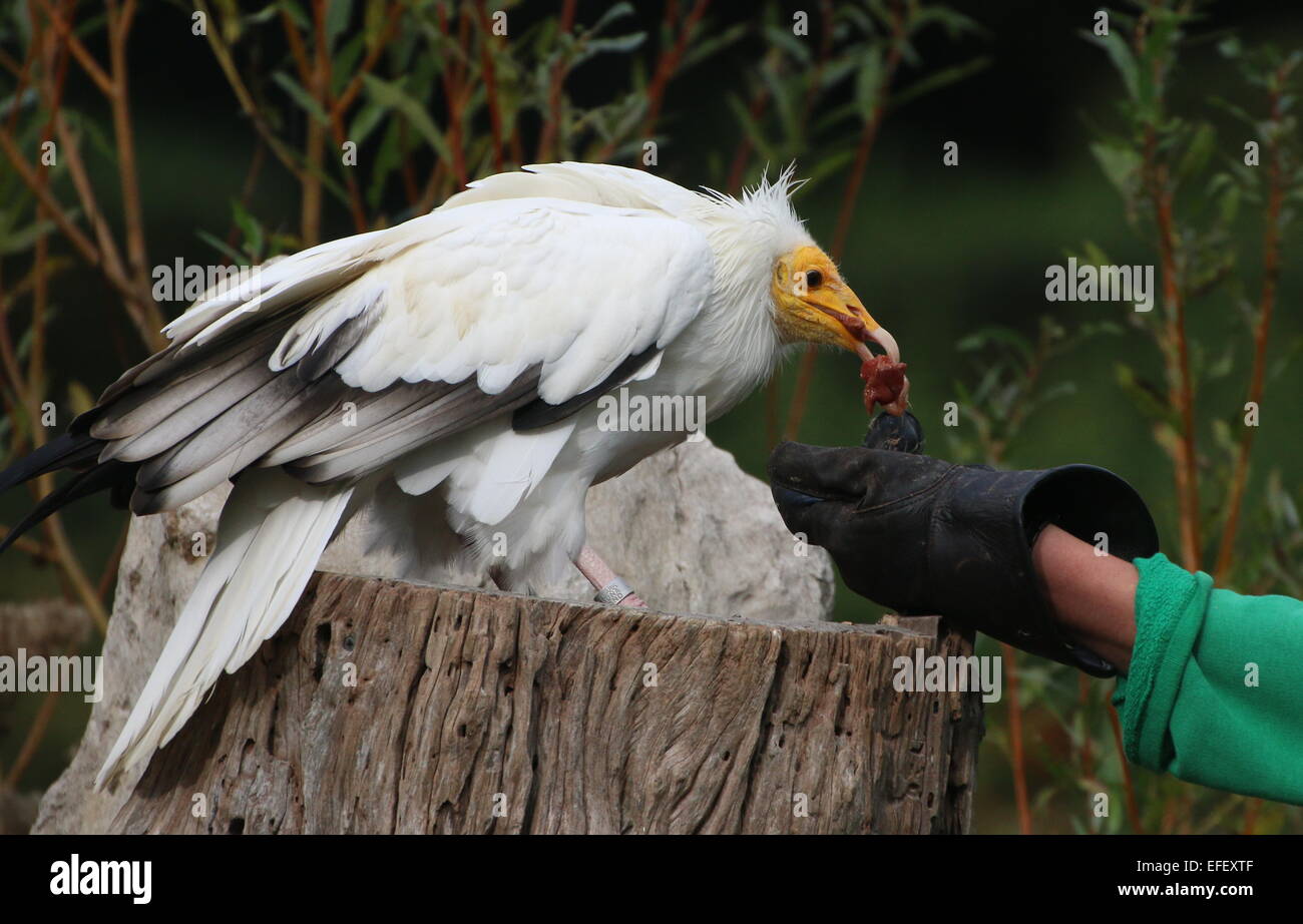 Bird handler demonstrating the skills of a Egyptian white scavenger ...