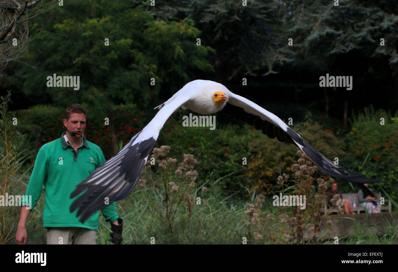 Bird handler demonstrating the skills of a Egyptian white scavenger ...