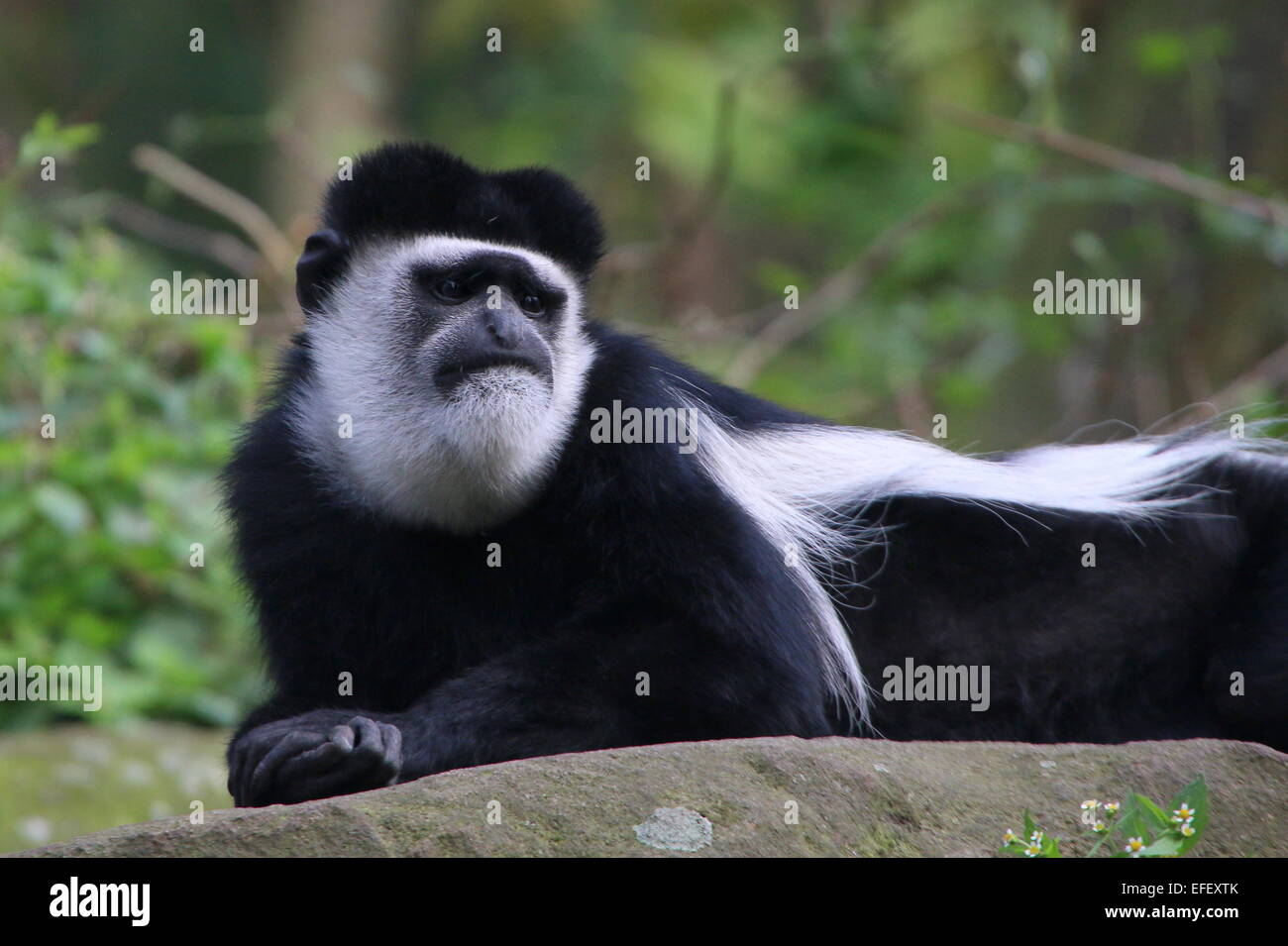 Colobus abyssinicus hi-res stock photography and images - Alamy