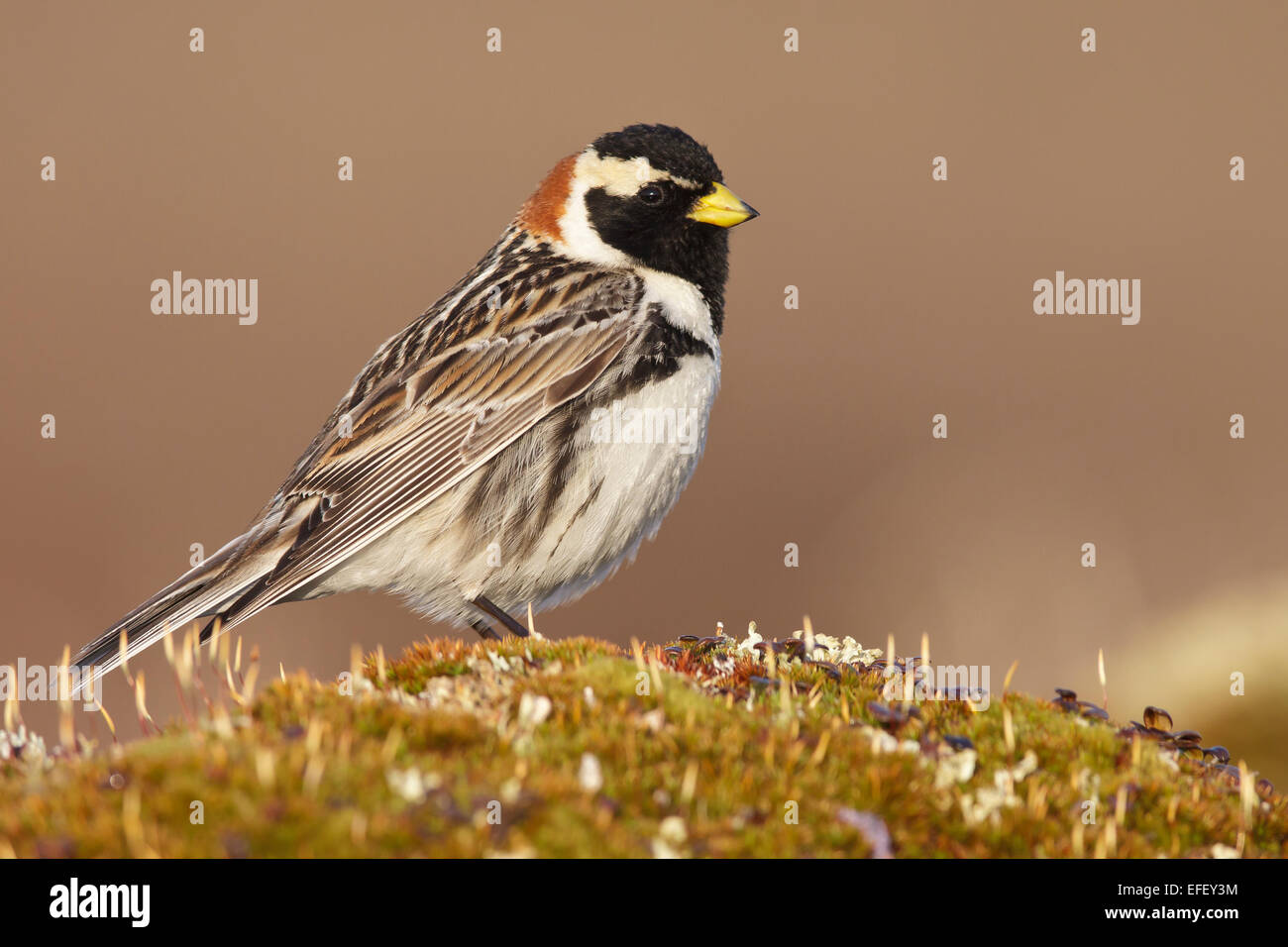 Lapland Longspur - Calcarius lapponicus - breeding male Stock Photo - Alamy