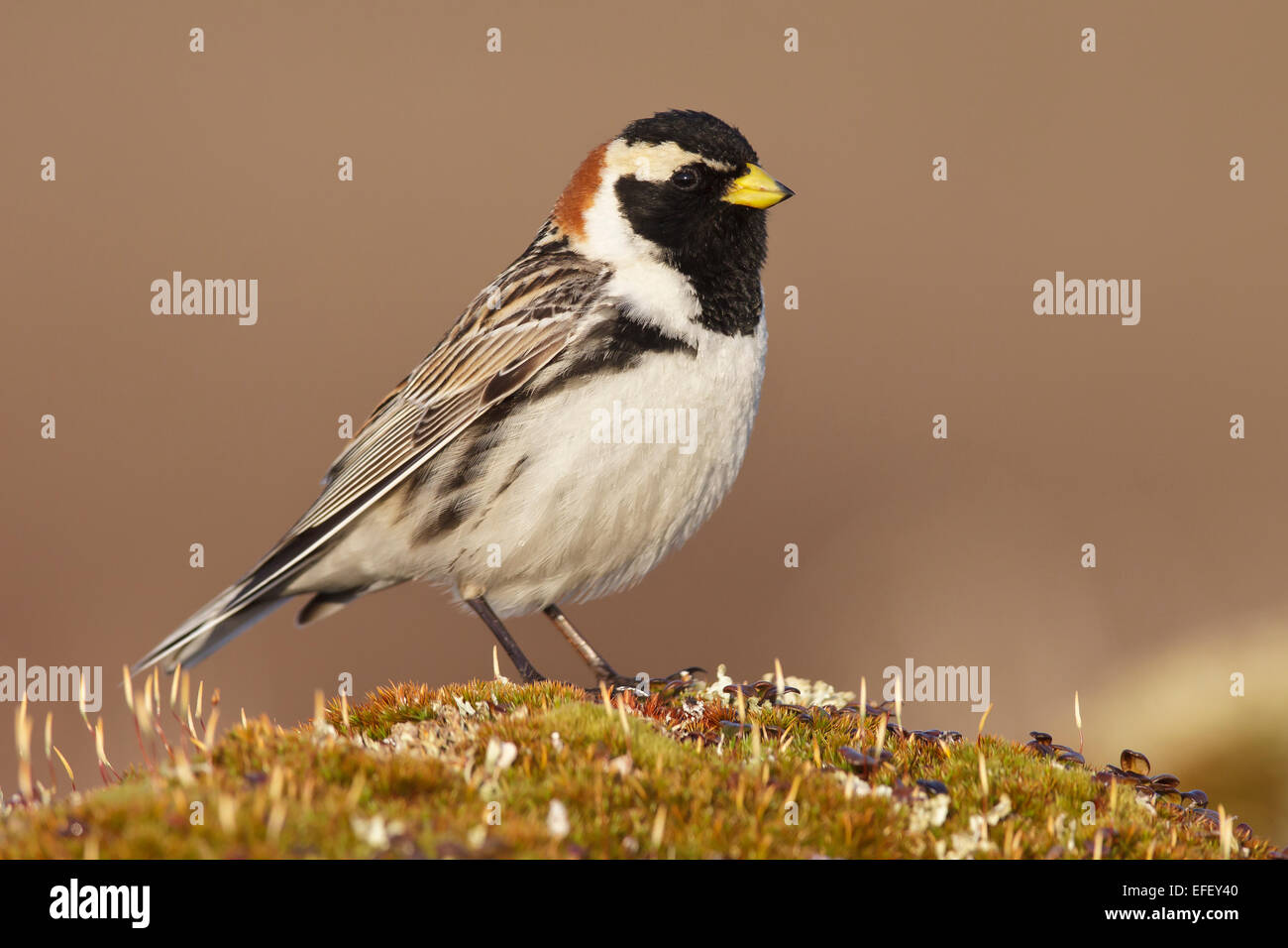Lapland longspur male hi-res stock photography and images - Alamy