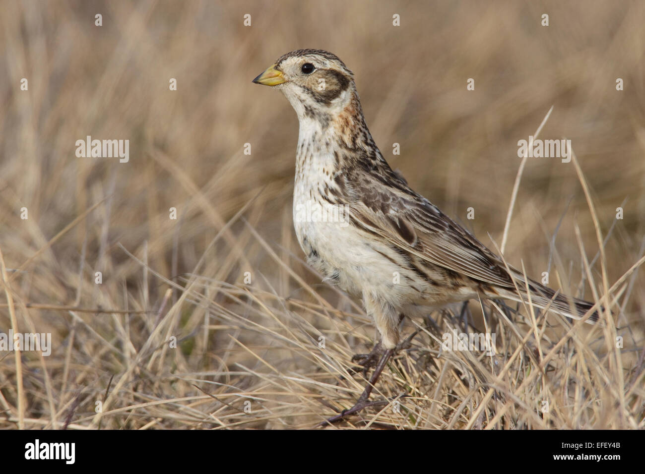 Lapland Longspur - Calcarius lapponicus - breeding female Stock Photo ...