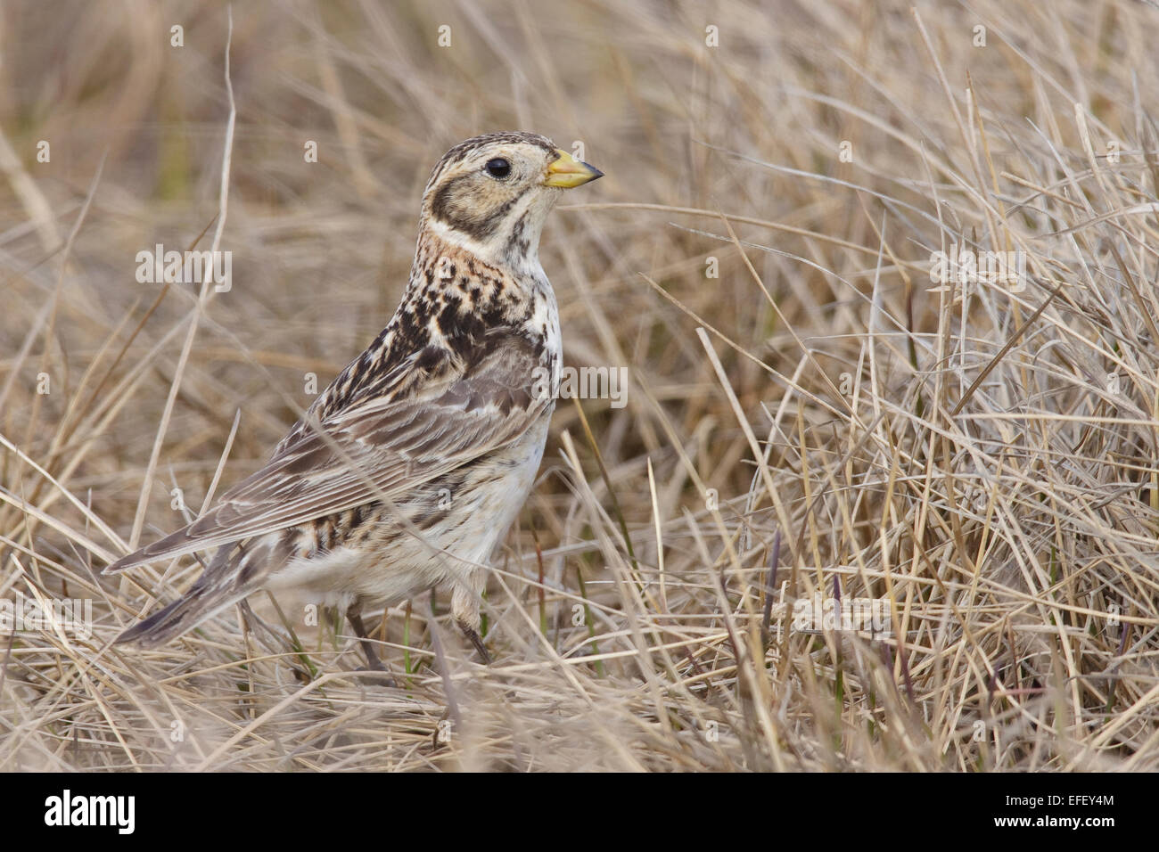 Lapland Longspur - Calcarius lapponicus - breeding female Stock Photo ...