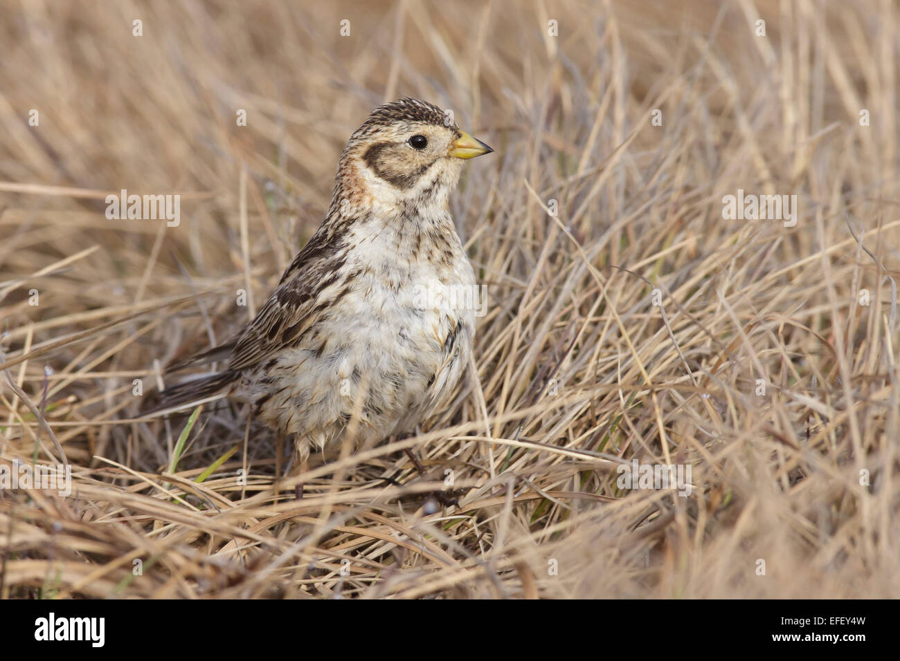 Lapland longspur hi-res stock photography and images - Alamy