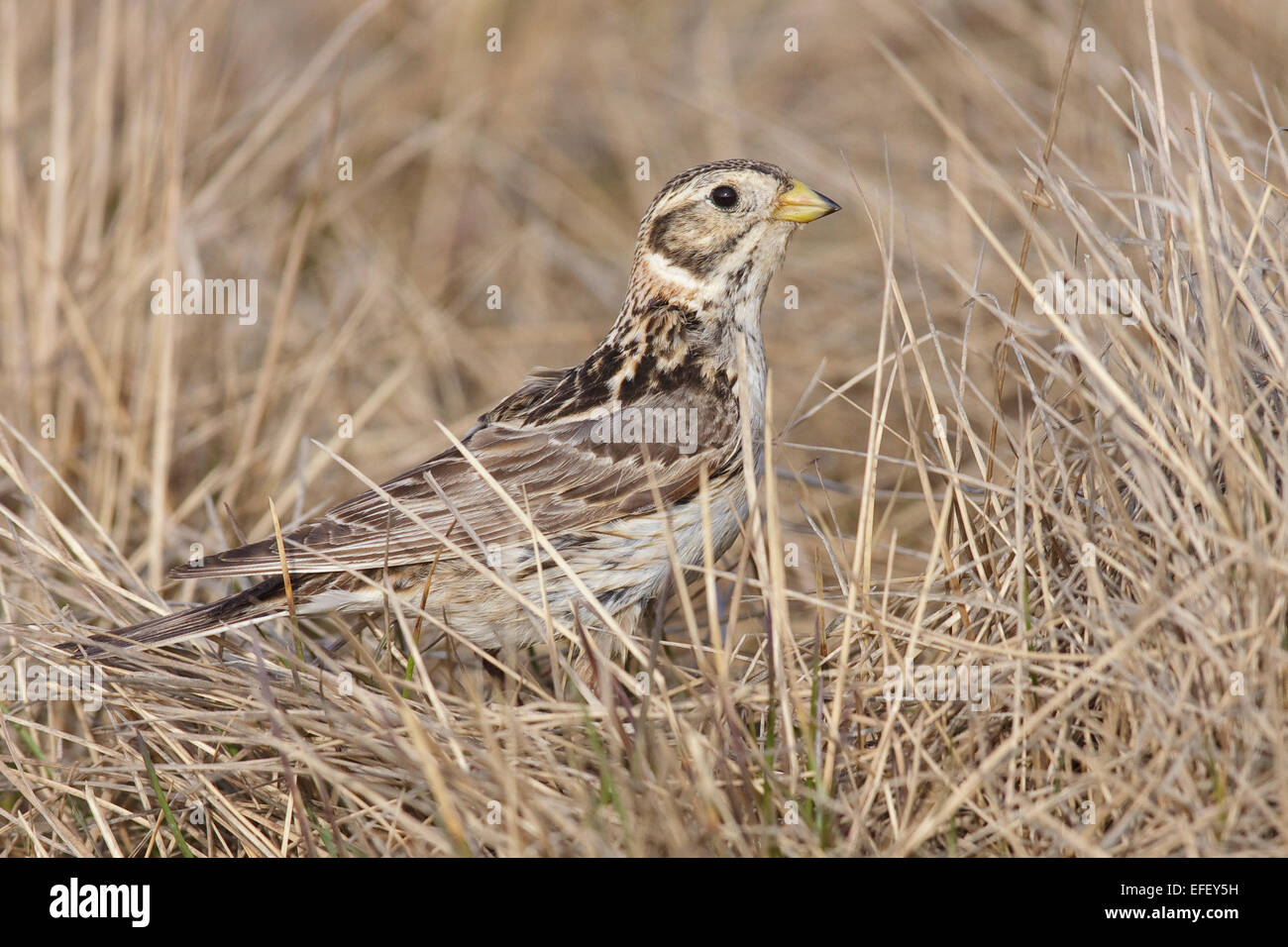 Lapland longspur hi-res stock photography and images - Alamy