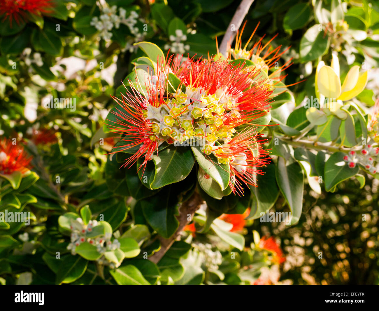 The Colourful Flowers of the Costa Del Sol in Southern Spain Stock ...