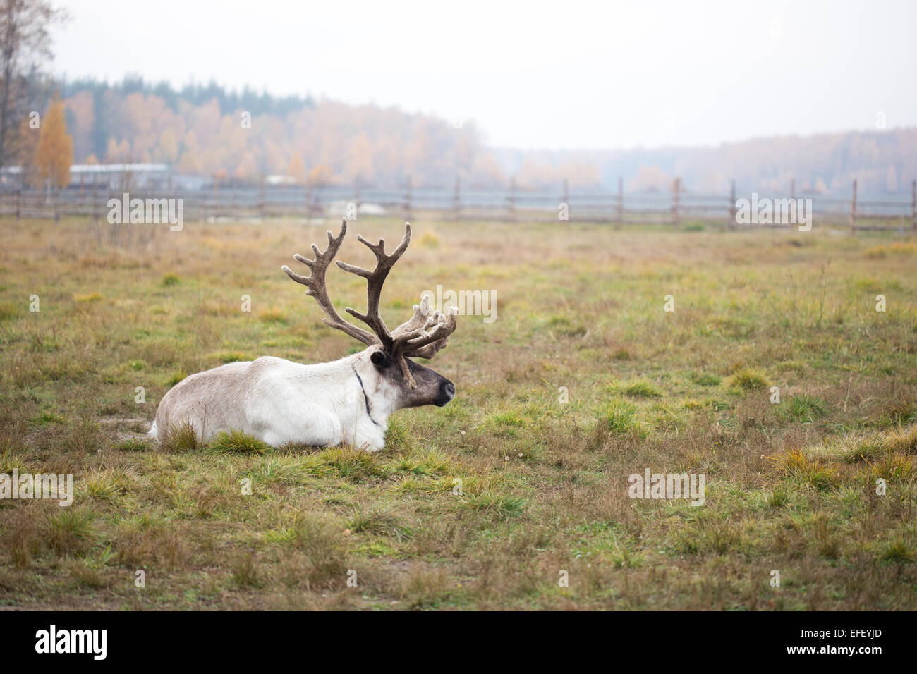 White reindeer winter farm hi-res stock photography and images - Alamy