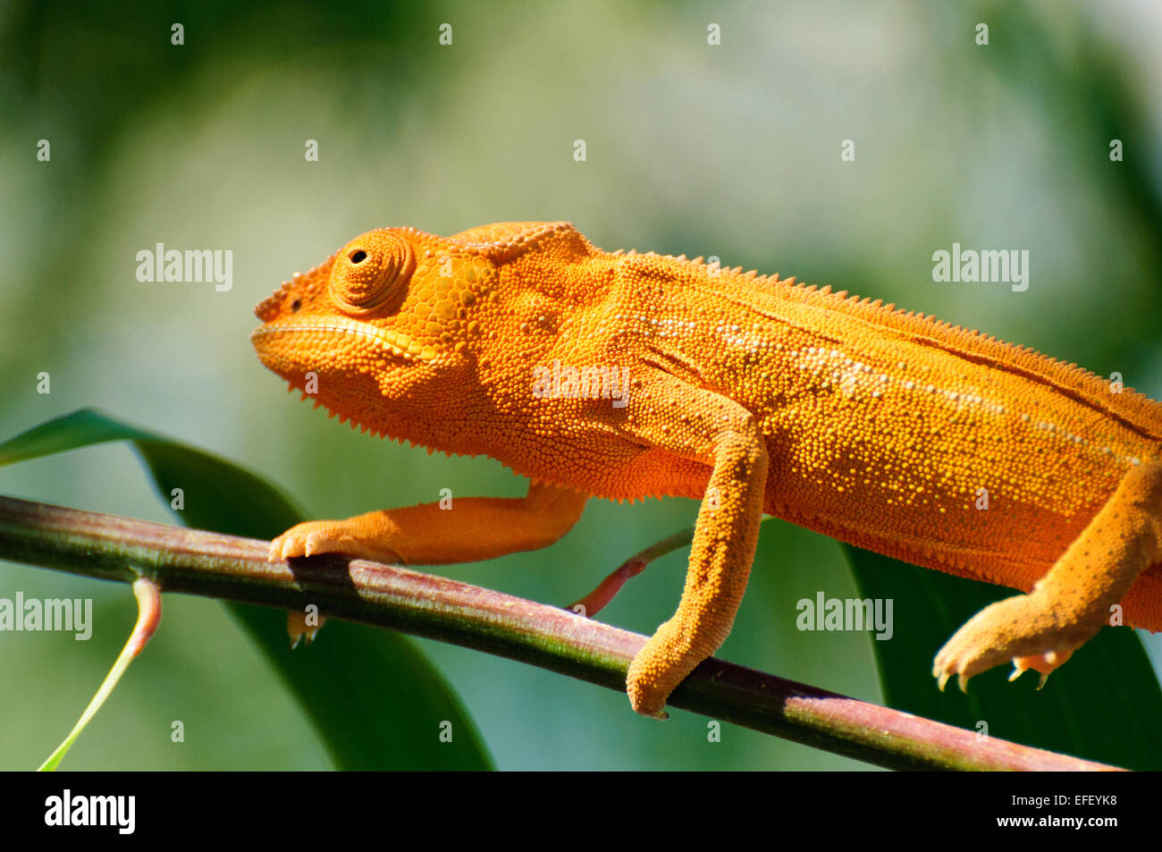 Orange Chameleon