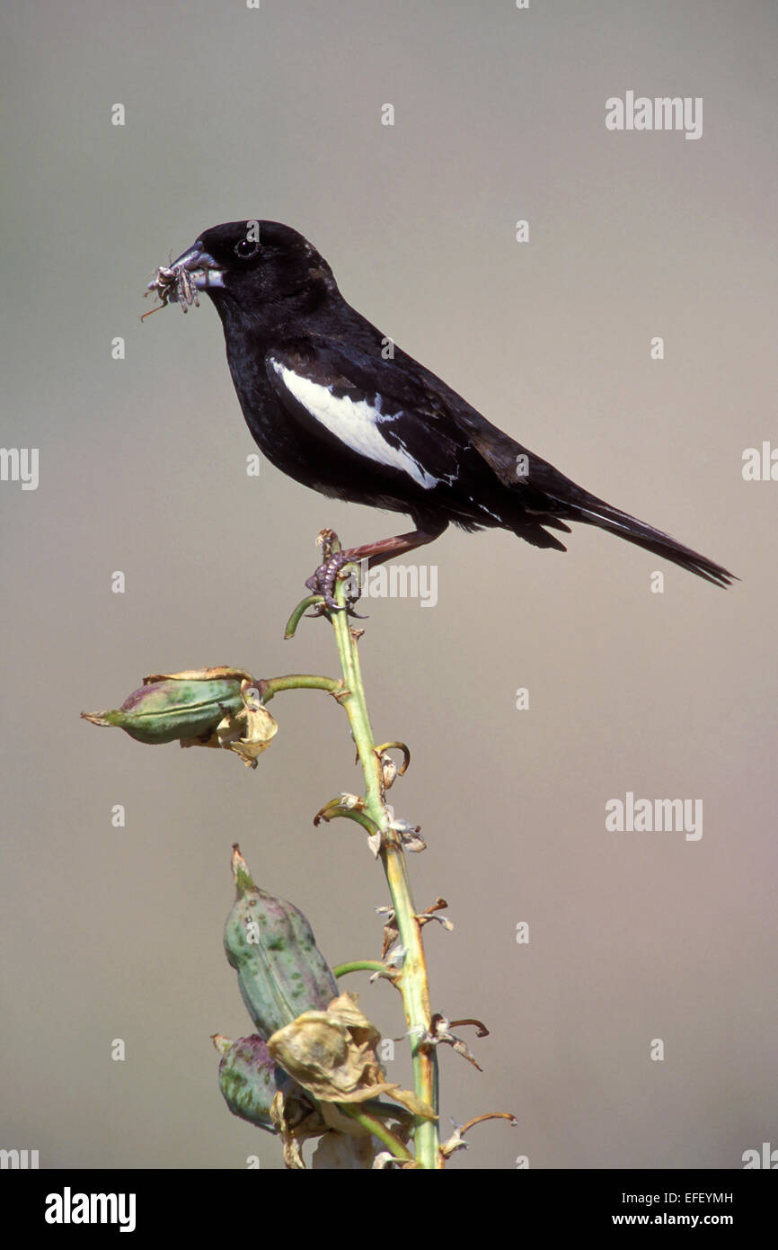Lark bunting hi-res stock photography and images - Alamy