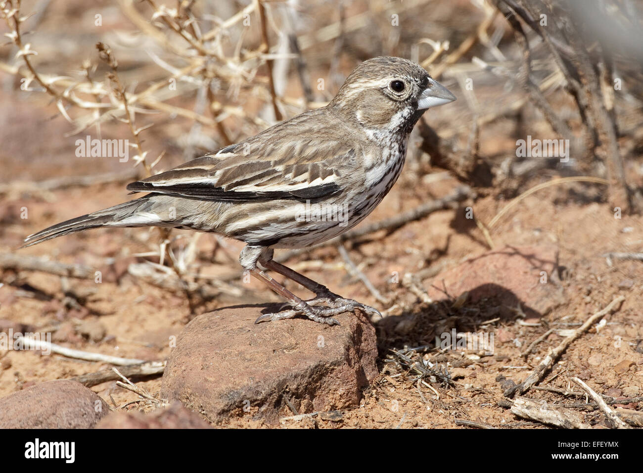 Lark Bunting - Calamospiza melanocorys - non-breeding male Stock Photo ...
