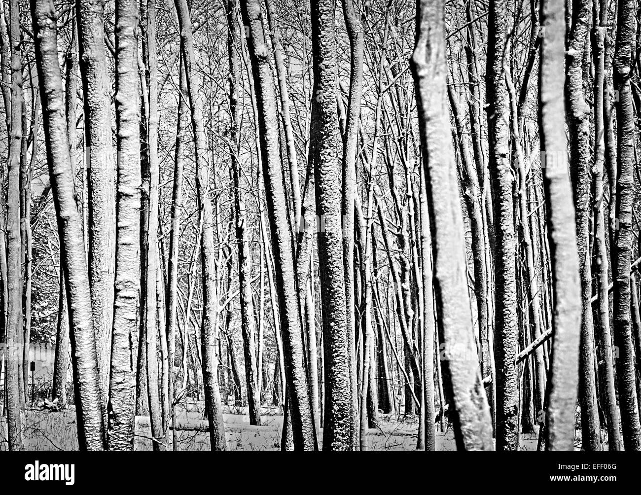 Cold trees hi-res stock photography and images - Alamy