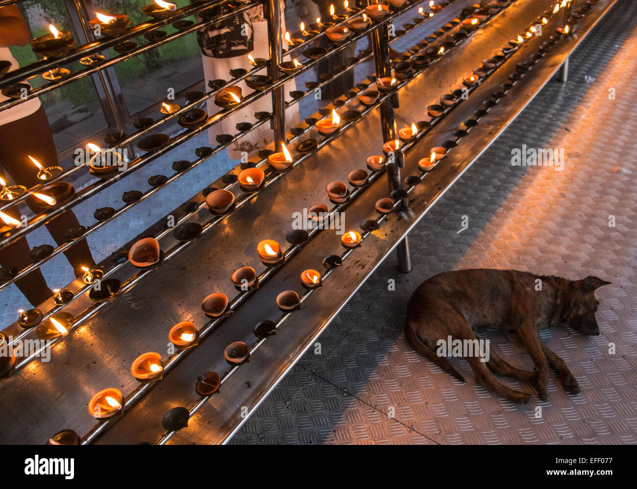 Dog sleeping and butter,oil lamps at Temple of the Sacred Tooth Relic ...
