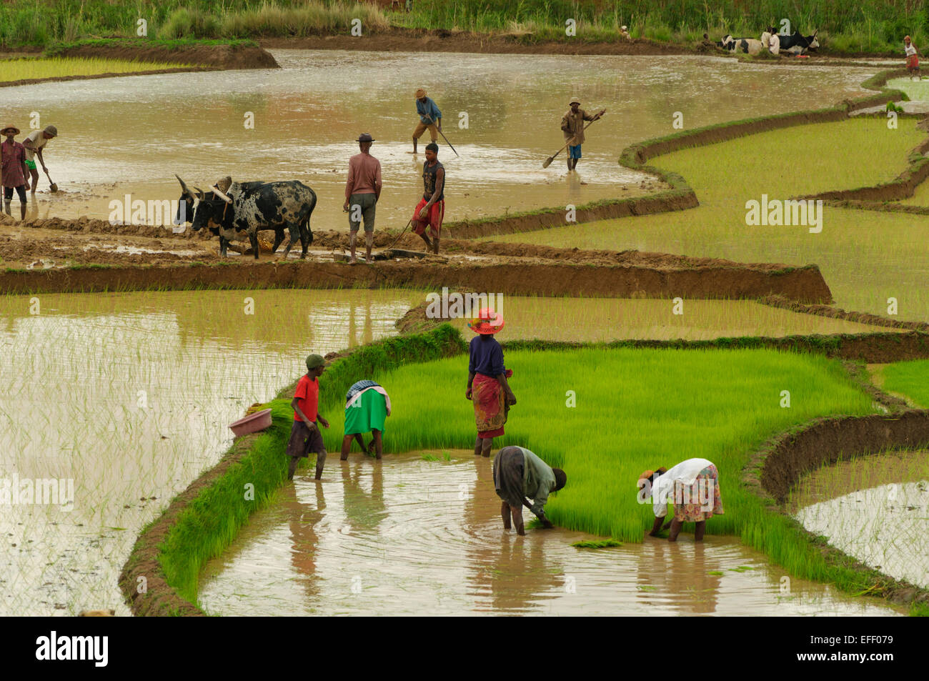 Rice farmers working on rice fields in central Madagascar Stock Photo ...