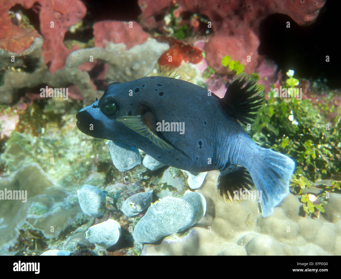 A black spotted pufferfish photographed in the Eastern Fields of Papua ...