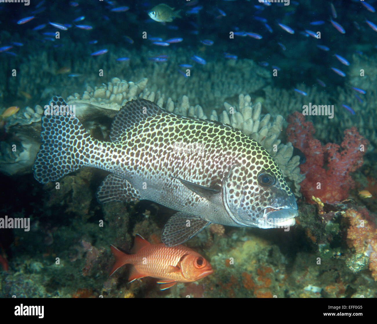 A many spotted sweetlips and scarlet soldierfish photographed in the ...