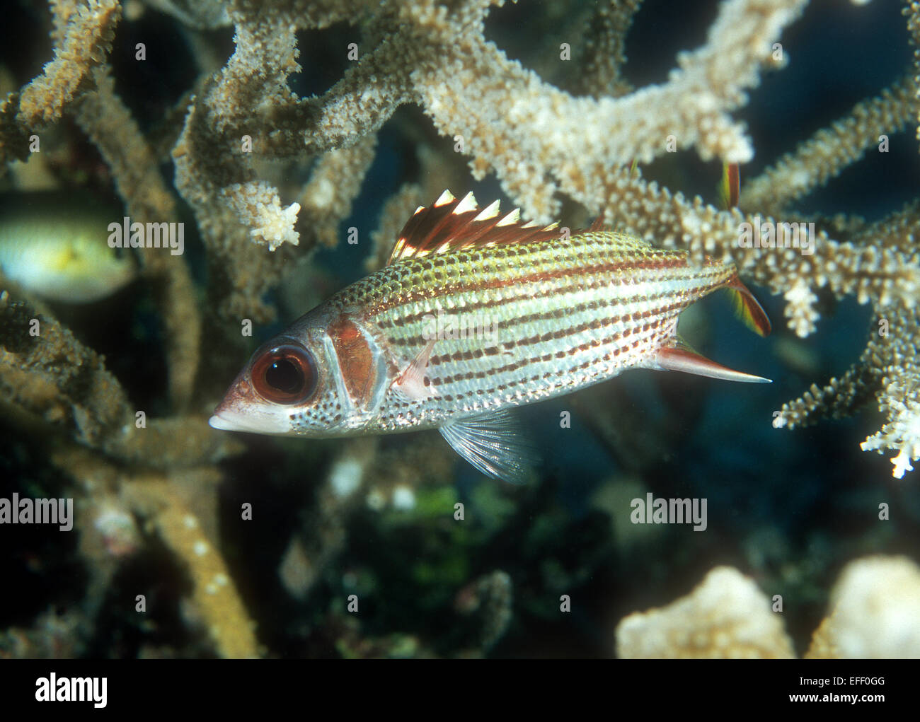 Squirrelfish 660+ Squirrel Fish Stock Photos, Pictures & Royalty Free