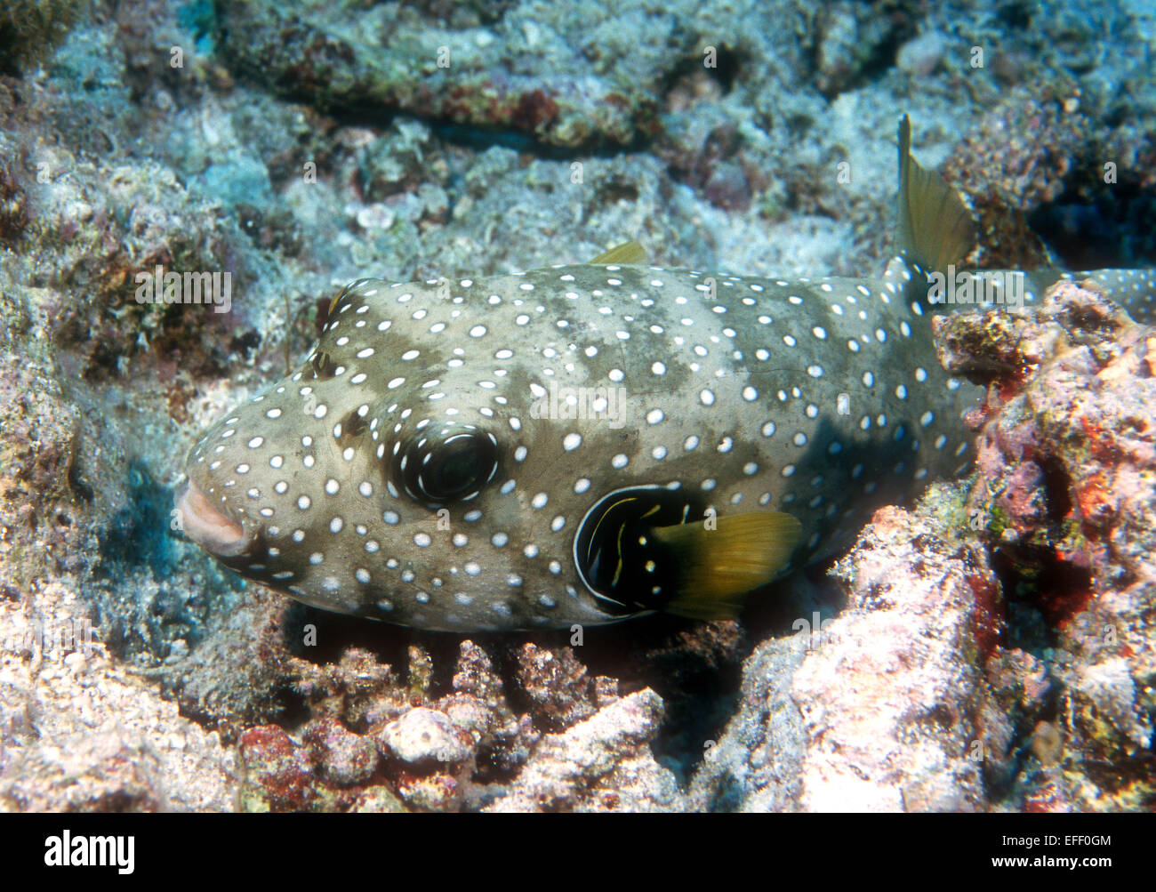A white spotted pufferfish photographed in the Eastern Fields, Papua ...