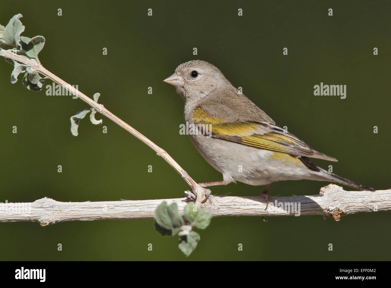 Lawrence's Goldfinch - Carduelis lawrencei - female Stock Photo - Alamy