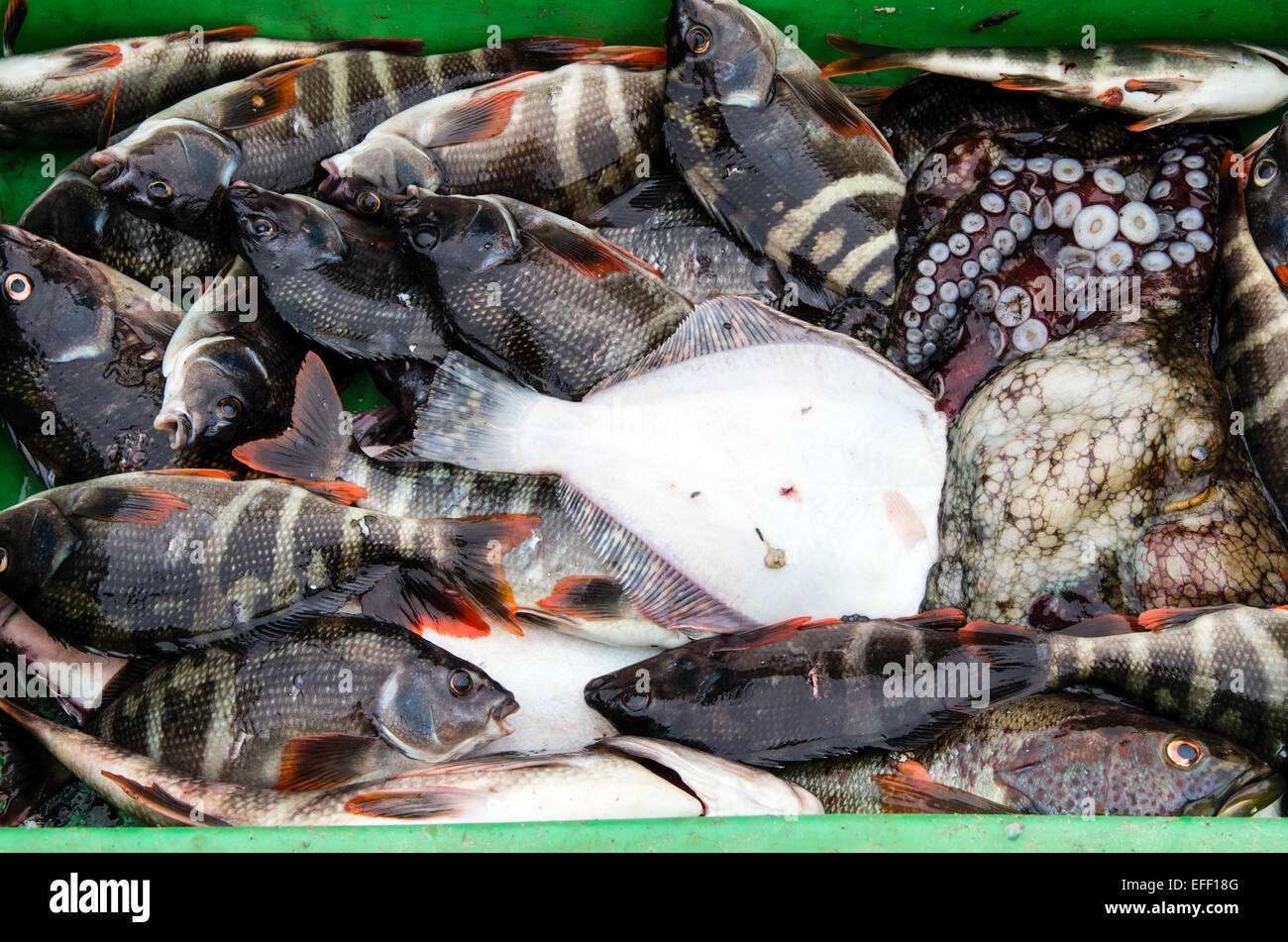 Fish in Ancón port. Lima department.Peru Stock Photo - Alamy