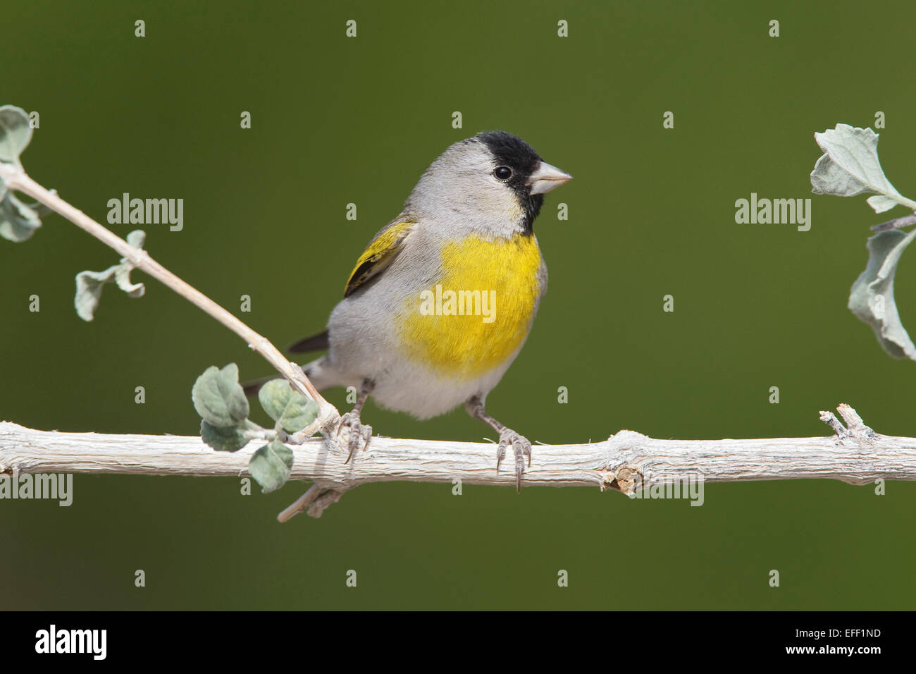 American gold finches hi-res stock photography and images - Alamy