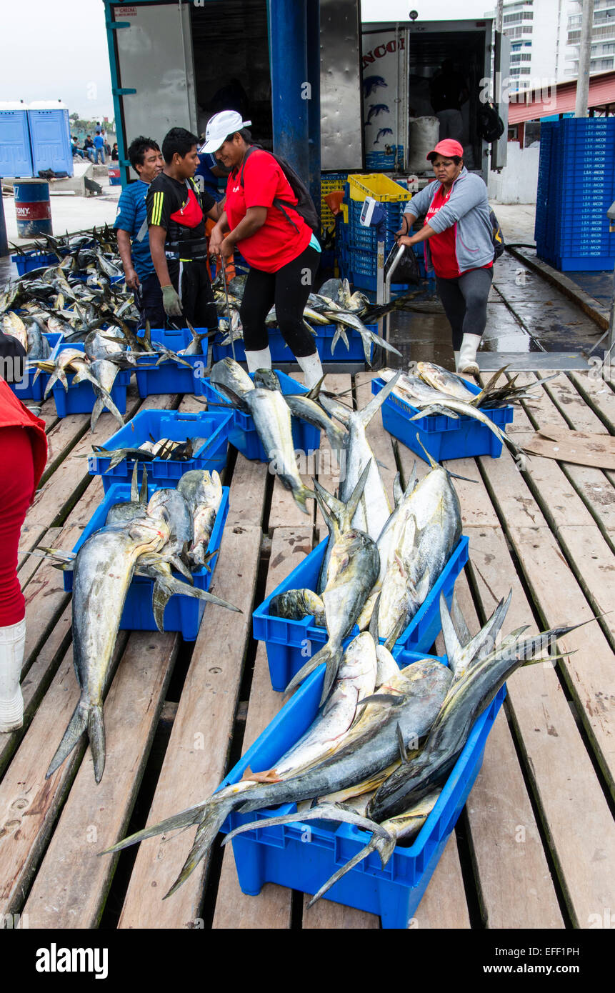 Mahi mahi fish peru hi-res stock photography and images - Alamy