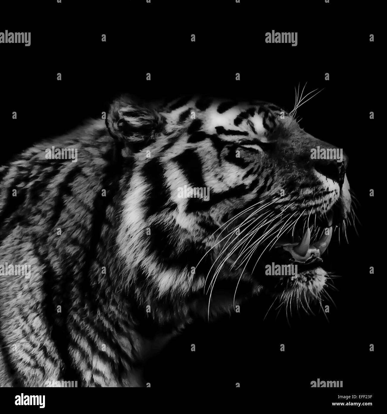 Tiger roar hi-res stock photography and images - Alamy