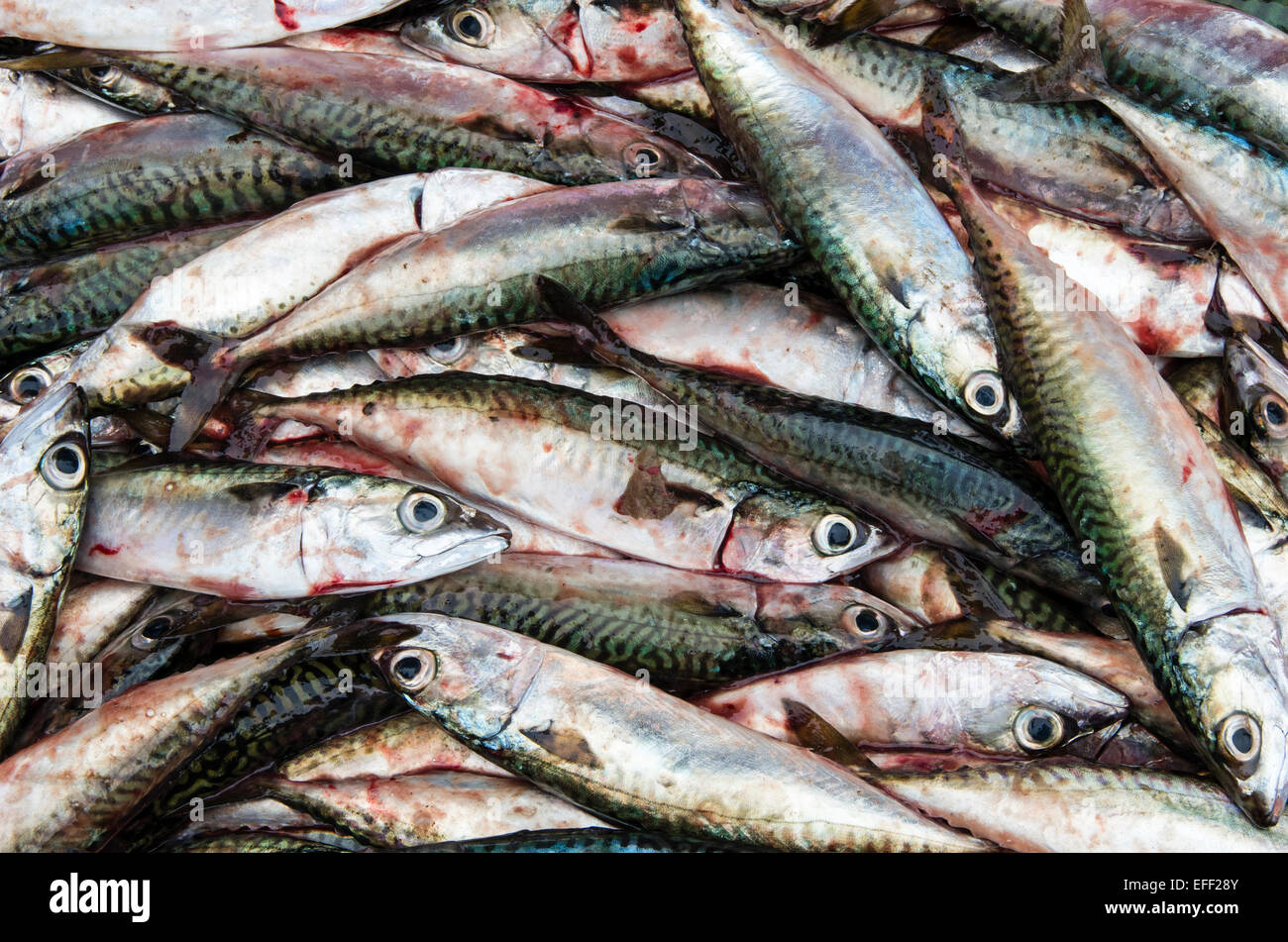 Fish in Ancón port. Lima department.Peru Stock Photo - Alamy