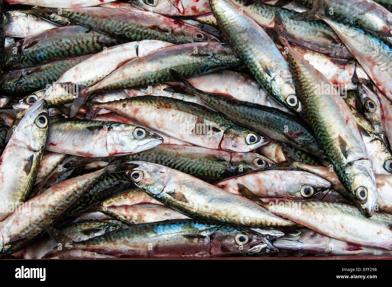 Fish in Ancón port. Lima department.Peru Stock Photo - Alamy