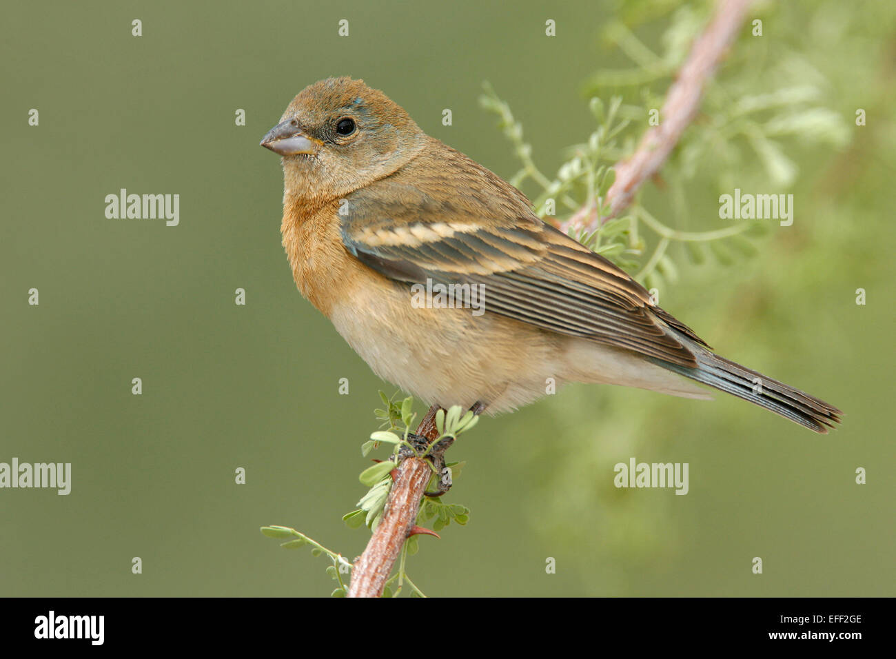 Lazuli Bunting - Passerina amoena - female Stock Photo - Alamy