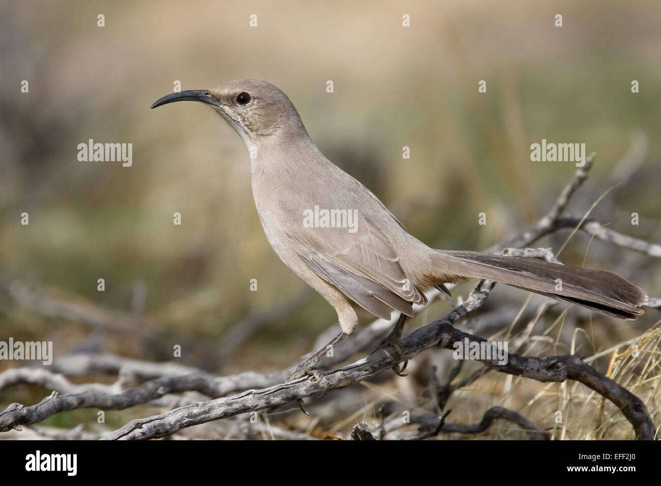 Le Conte's Thrasher - Taxostoma lecontei Stock Photo - Alamy