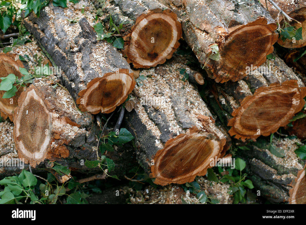 Stacked Tree Wood Logs At Summer Forest. Harvesting timber logs in a ...