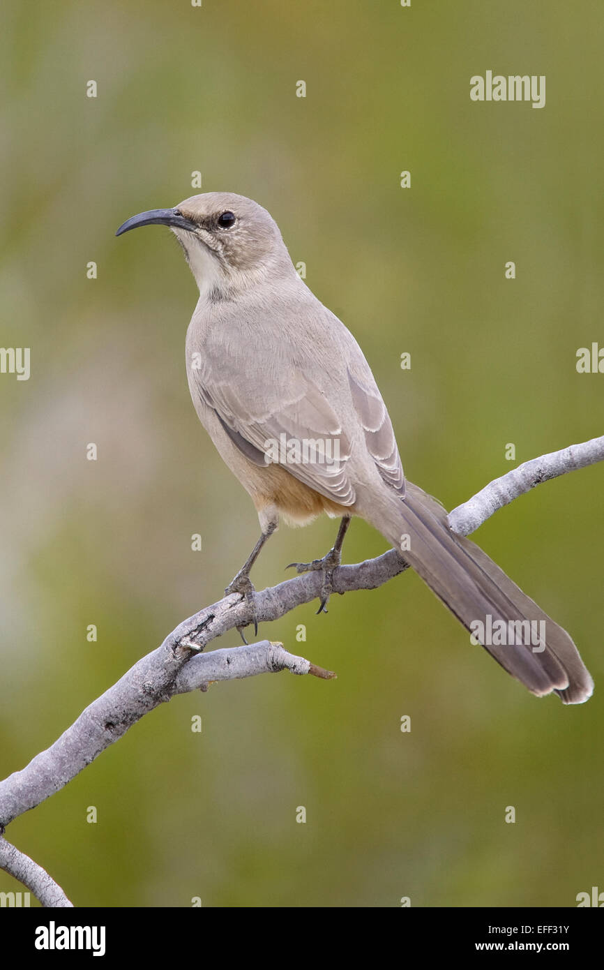 Le Conte's Thrasher - Taxostoma lecontei Stock Photo - Alamy