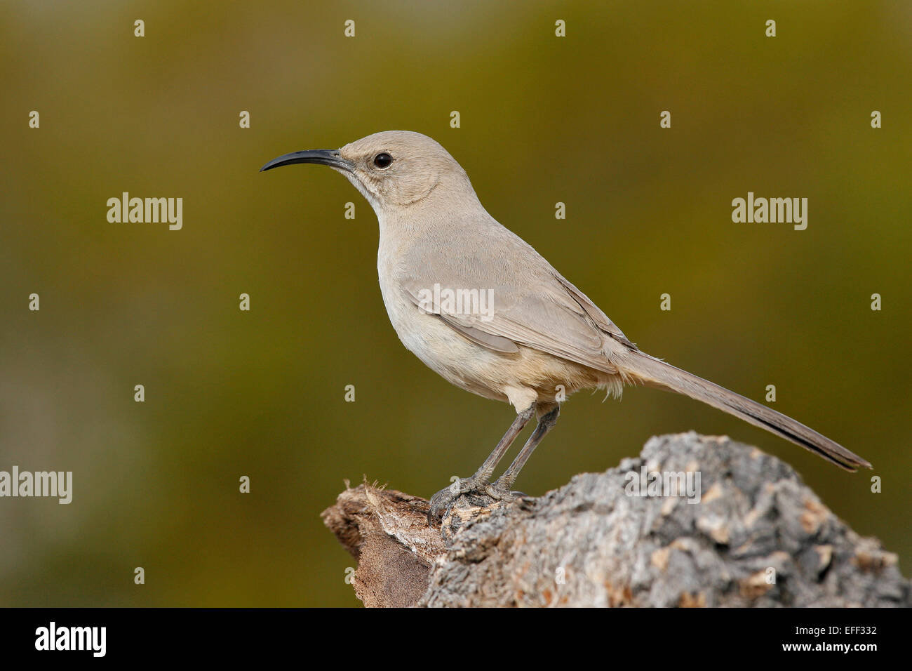 Le Conte's Thrasher - Taxostoma lecontei Stock Photo - Alamy