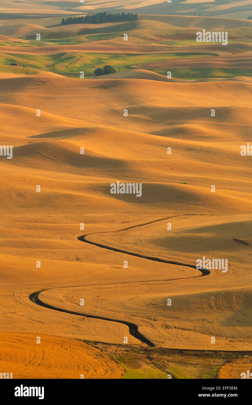 Golden wheat fields of summer in the palouse agricultural region of ...