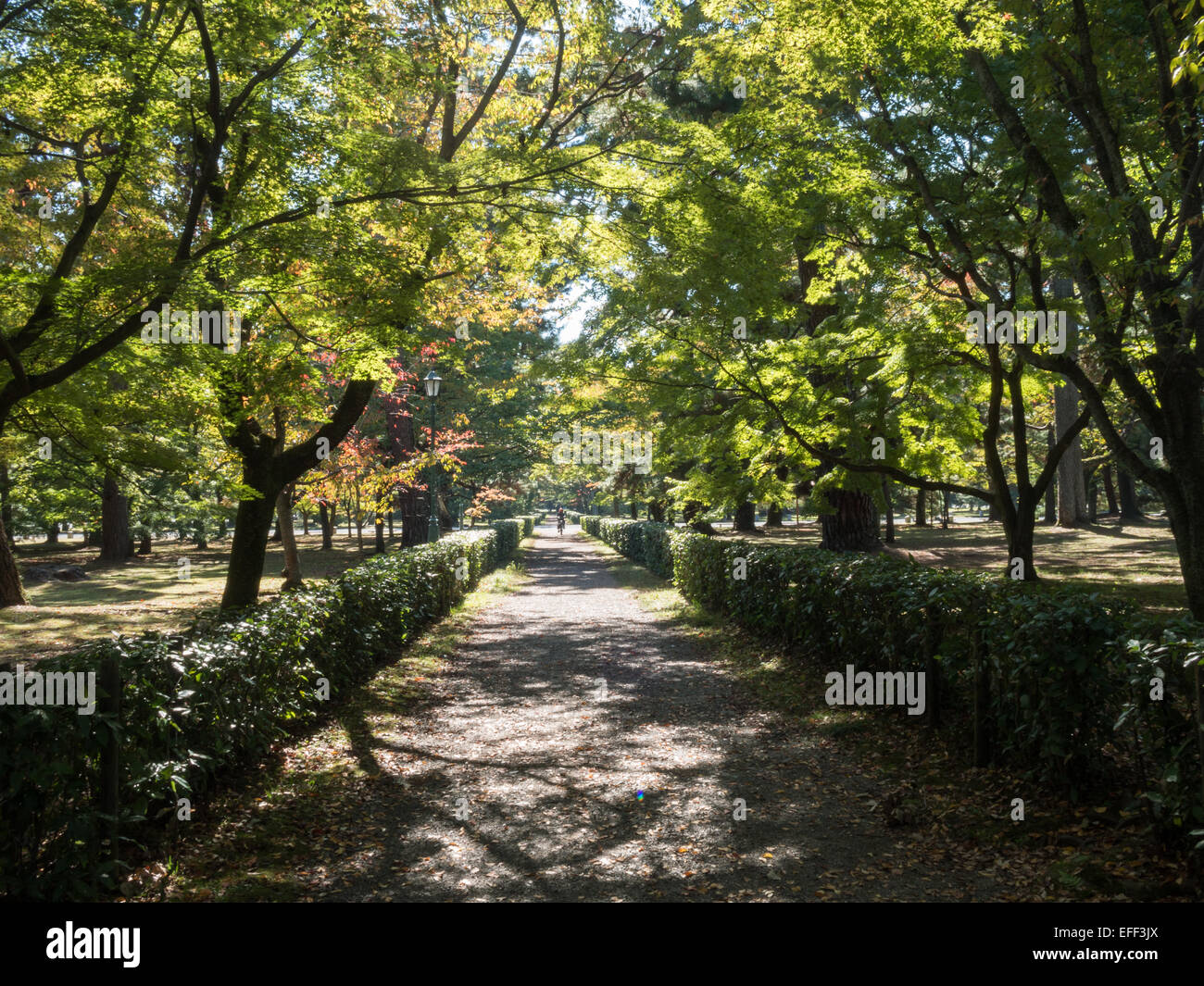 Pathway under the trees of the park surrounding Kyoto Imperial Palace ...